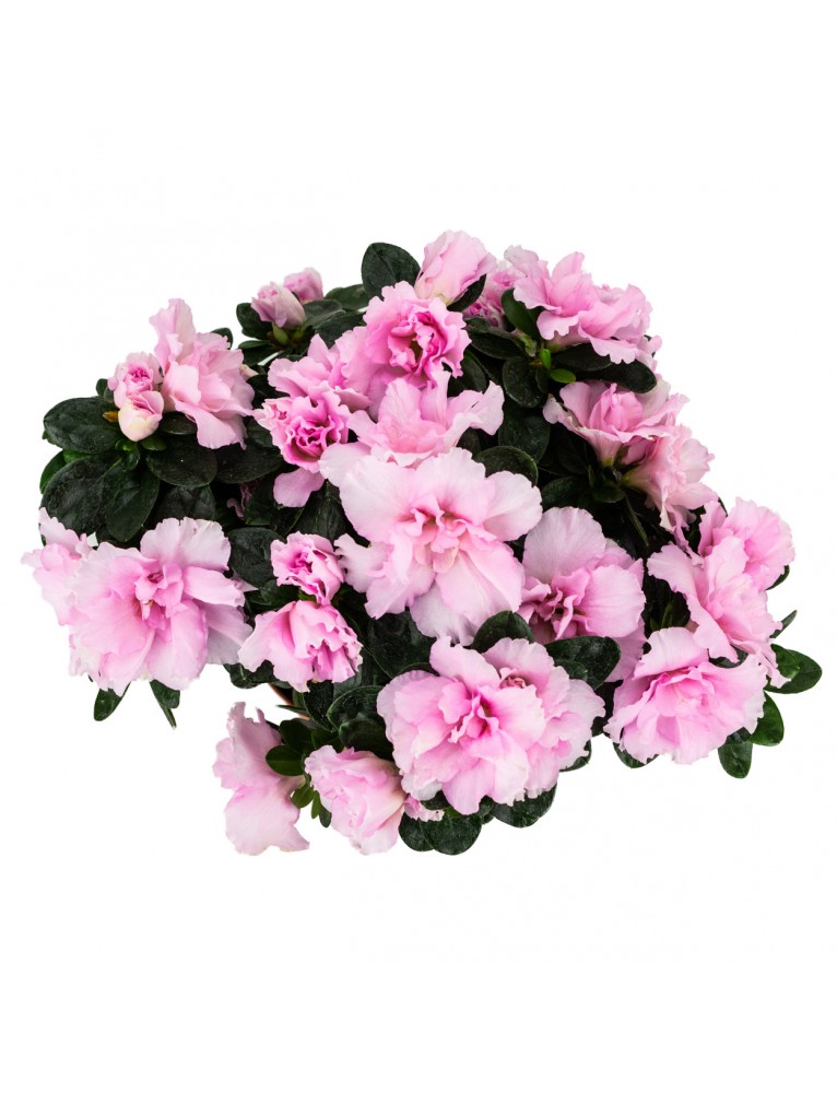 Azalea variada varios tamaños - Viveros Jaén Luis Moreno - Tienda Online