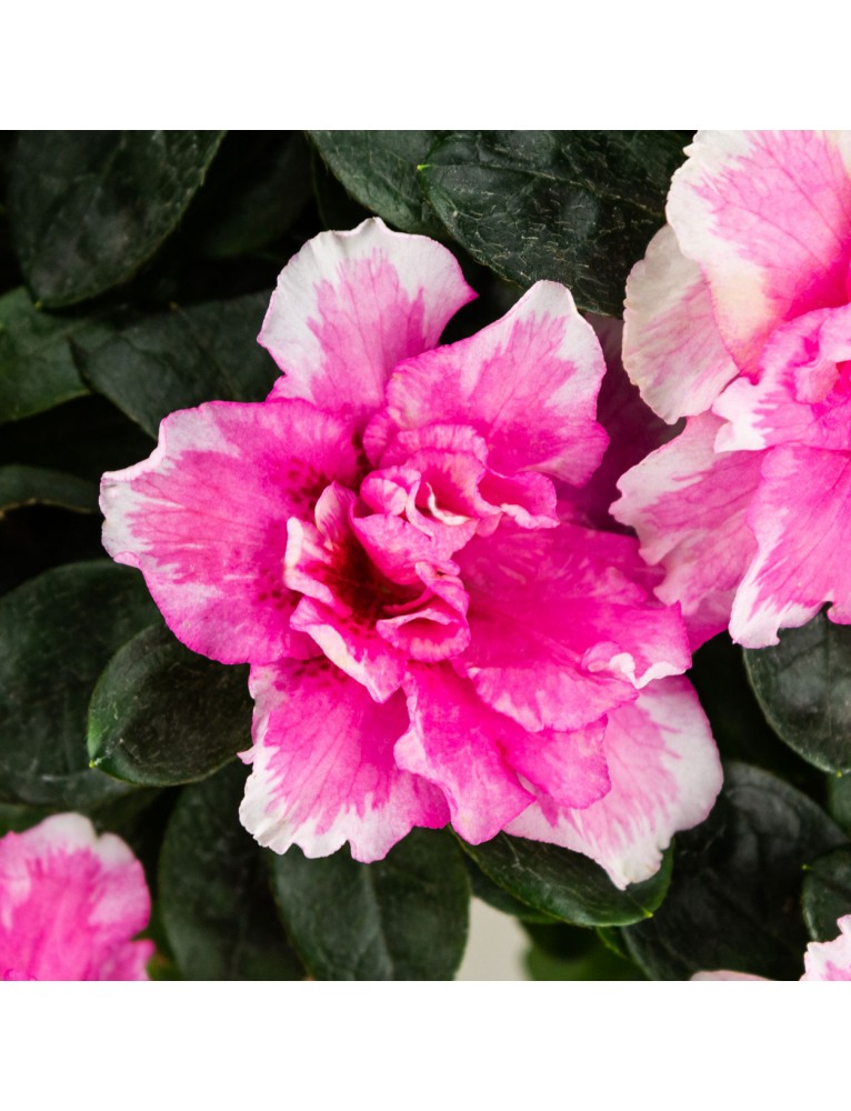 Azalea variada varios tamaños - Viveros Jaén Luis Moreno - Tienda Online